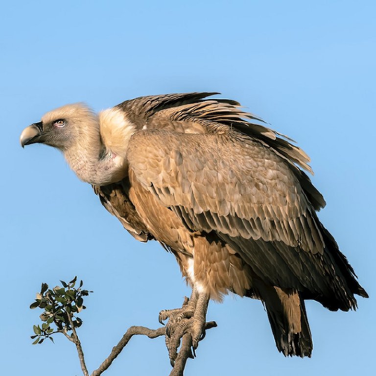 Deze dieren kom je tegen in de Alpen | NKBV