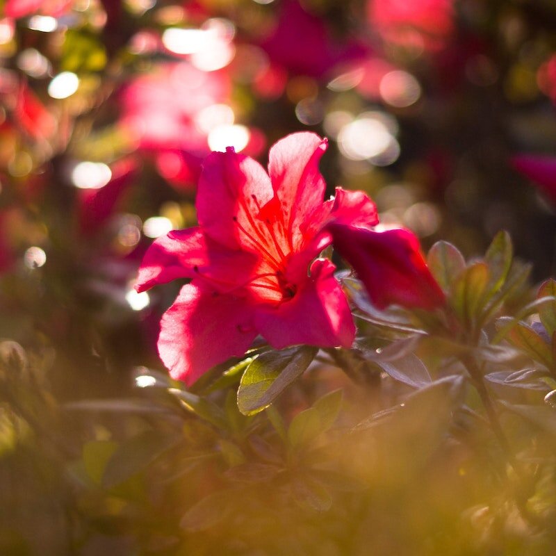 Deze planten kom je tegen in de Alpen | NKBV