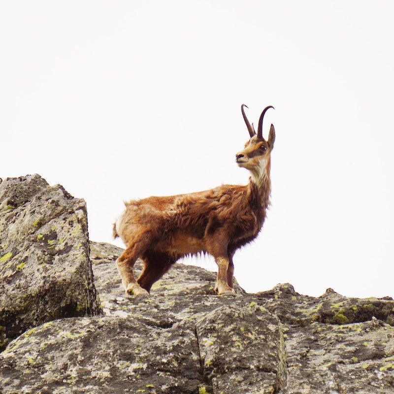 Deze dieren kom je tegen in de Alpen | NKBV